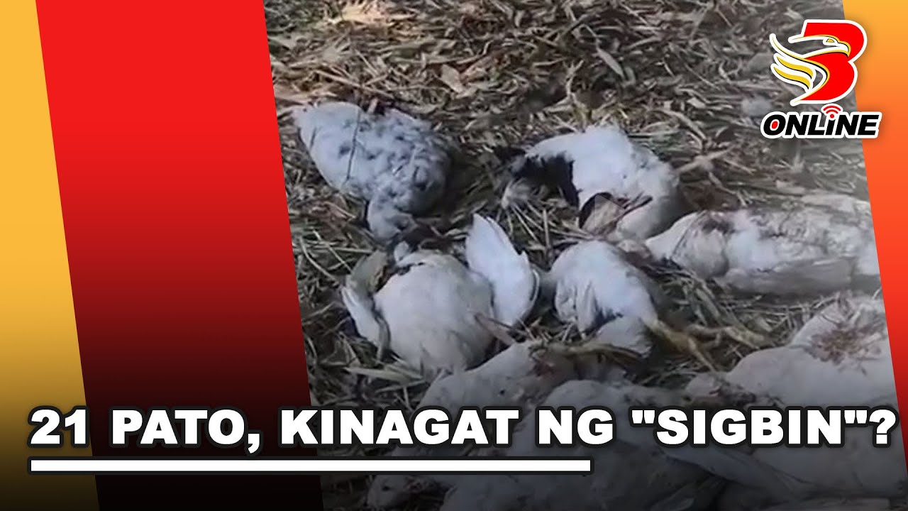 21 pato, kinagat ng 'sigbin' - YouTube