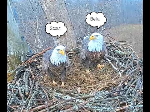 NCTC Shepherdstown Eagles WV 12 17 24 Bella & Scout ️ Have really got ...