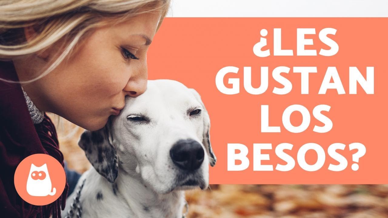 A Los Perros Les Gustan Los Besos