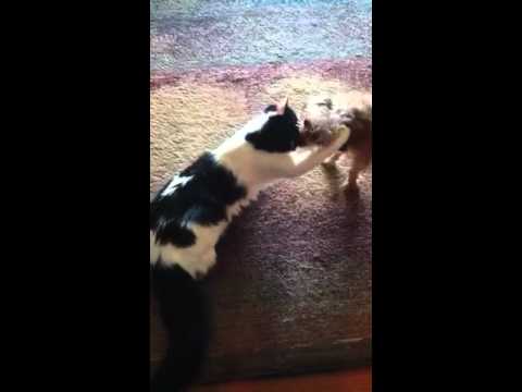 Dog Pulling on Cat's ear - YouTube