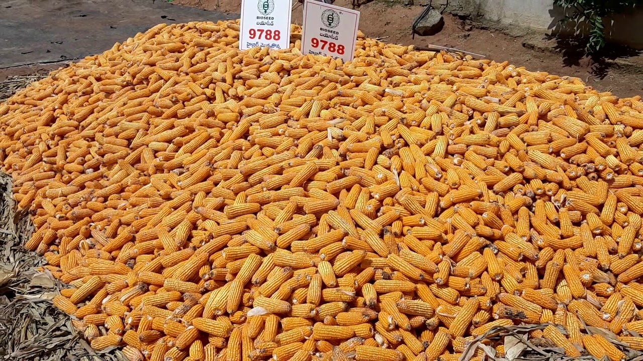 Bioseed Hybrid Corn 9788 - YouTube