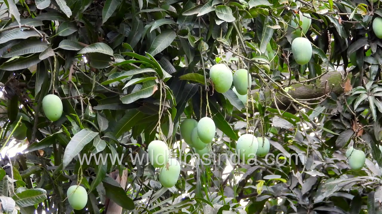 Langda organic mango growing in North India: Fruit and fruit tree - YouTube