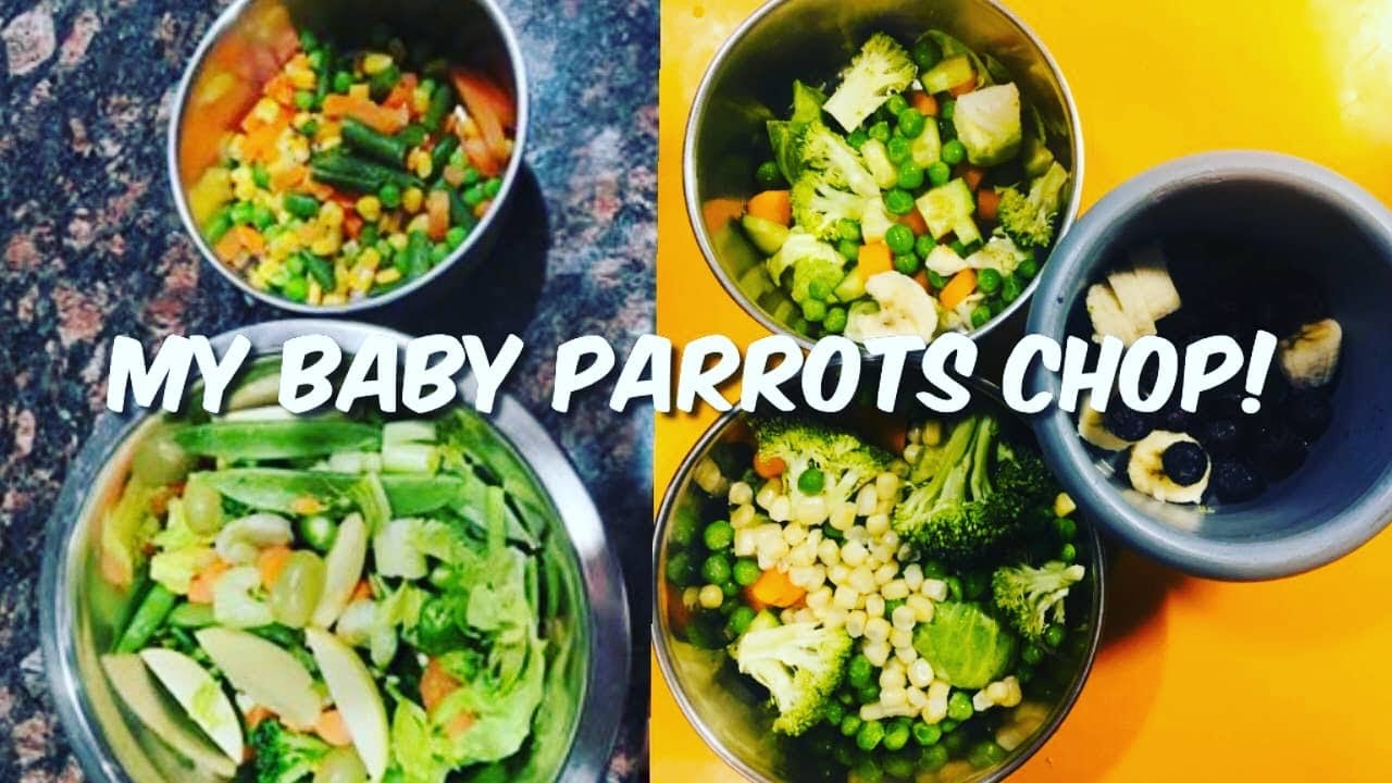 How to making parrot chop! - YouTube