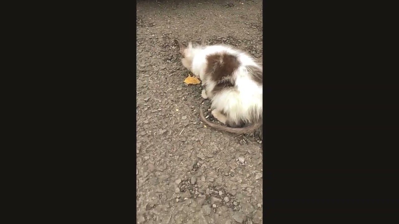 cat x mouse - YouTube