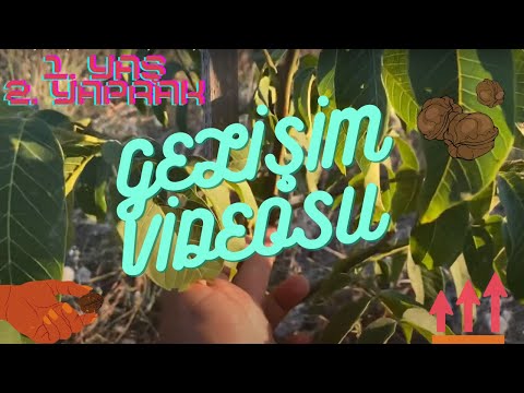 1 Yaş 2. Yaprak Ceviz Bahçesi Gelişim Videosu