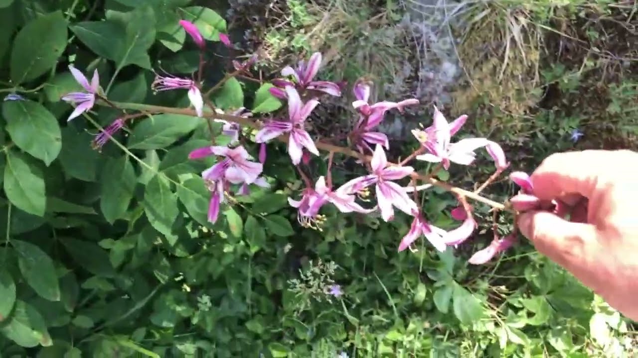 GAZEL OTU Dictamnus albus Nedir Nasıl Kullanılır - YouTube