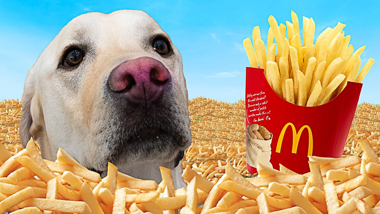 LABRADOR TRIES MCDONALD'S FRENCH FRIES!! - YouTube