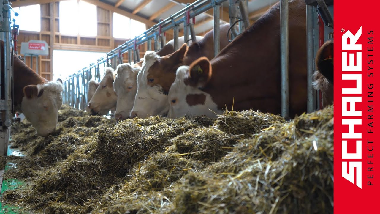 Rinderfütterung mit Feedo Futterband! - YouTube