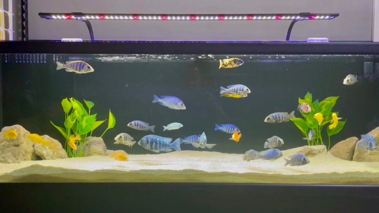 Garage tank Star Sapphire African Cichlid Aquarium Upgrade! - YouTube