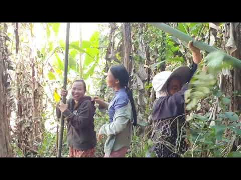 hnub no cov muam peb mus de kua txob thiab de taub ntoos nawb 29 ທັນວາ 2024 - YouTube