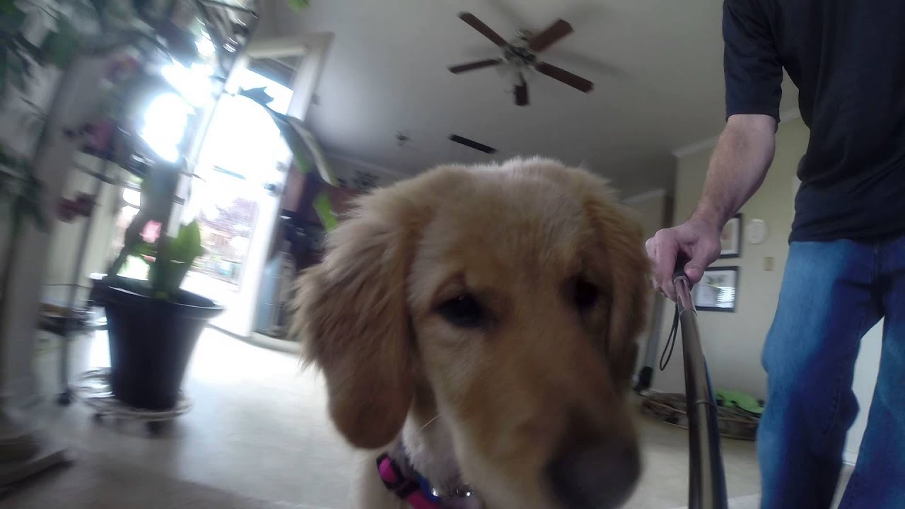 Golden Retriever Puppy's 1st GoPro Video - YouTube
