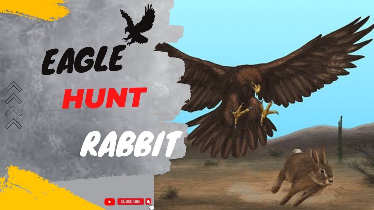 Eagle Hunt Rabbit | Wildlife | Amazing Wildlife - YouTube