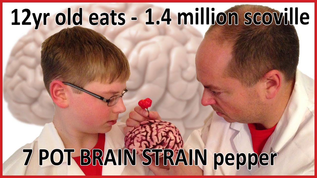 12-yr-old eats 7 Pot Brain Strain Pepper (1.4 million Scoville) : Crude ...