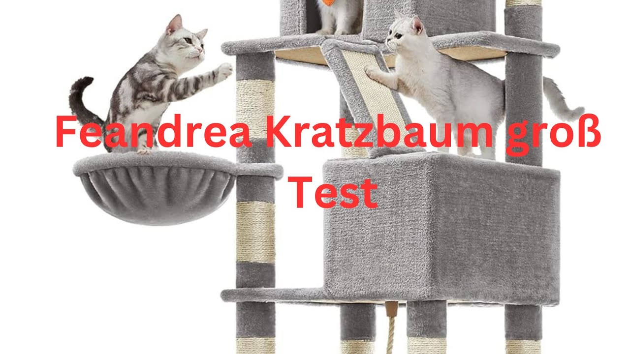 Kratzbaum Im Test