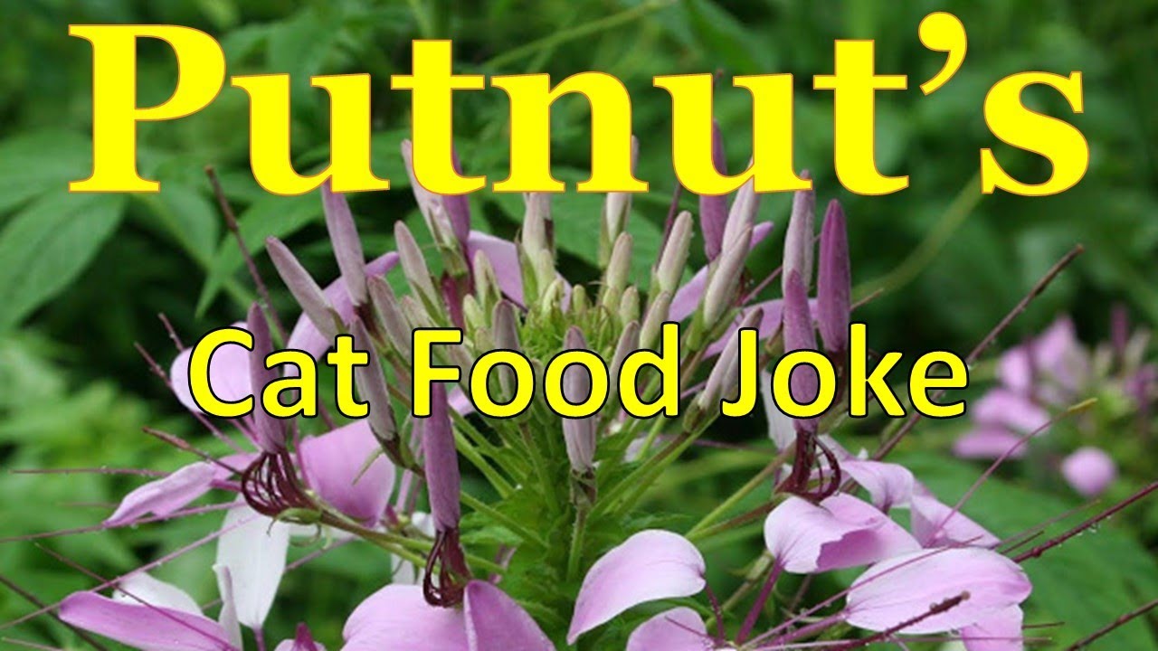 Cat Food Funny Joke - YouTube