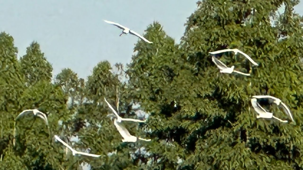 Whooping Cranes Are the Tallest Birds in America. Sarus Cranes Is the ...