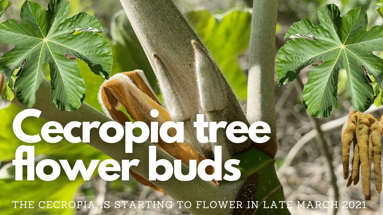 Cecropia tree flower buds | Cecropiaceae - YouTube