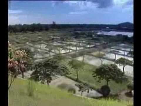 xiang leng part1 - YouTube