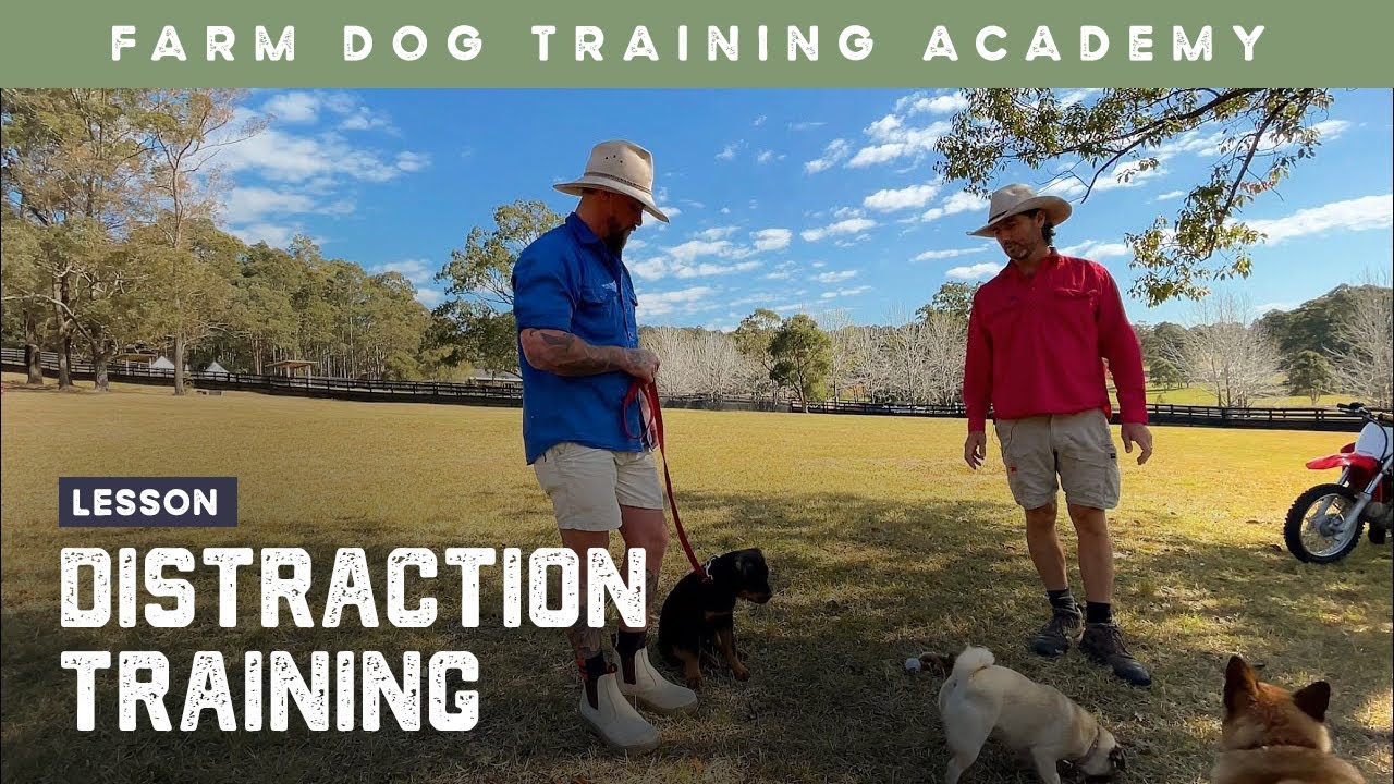 1.09 LESSON: Distraction Training Level 1 - YouTube