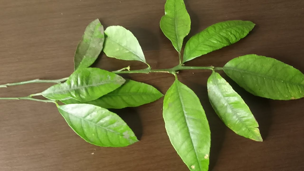 BANHO FOLHA DE LIMÃO | Descarrego - YouTube