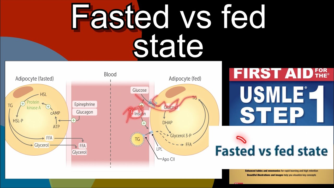 Fasted vs fed state in Hindi/Urdu by first aid for USMLE step 1 - YouTube