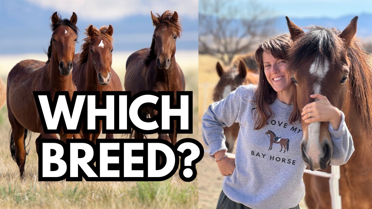 How To Tell Which HORSE BREED Is Right For You - YouTube