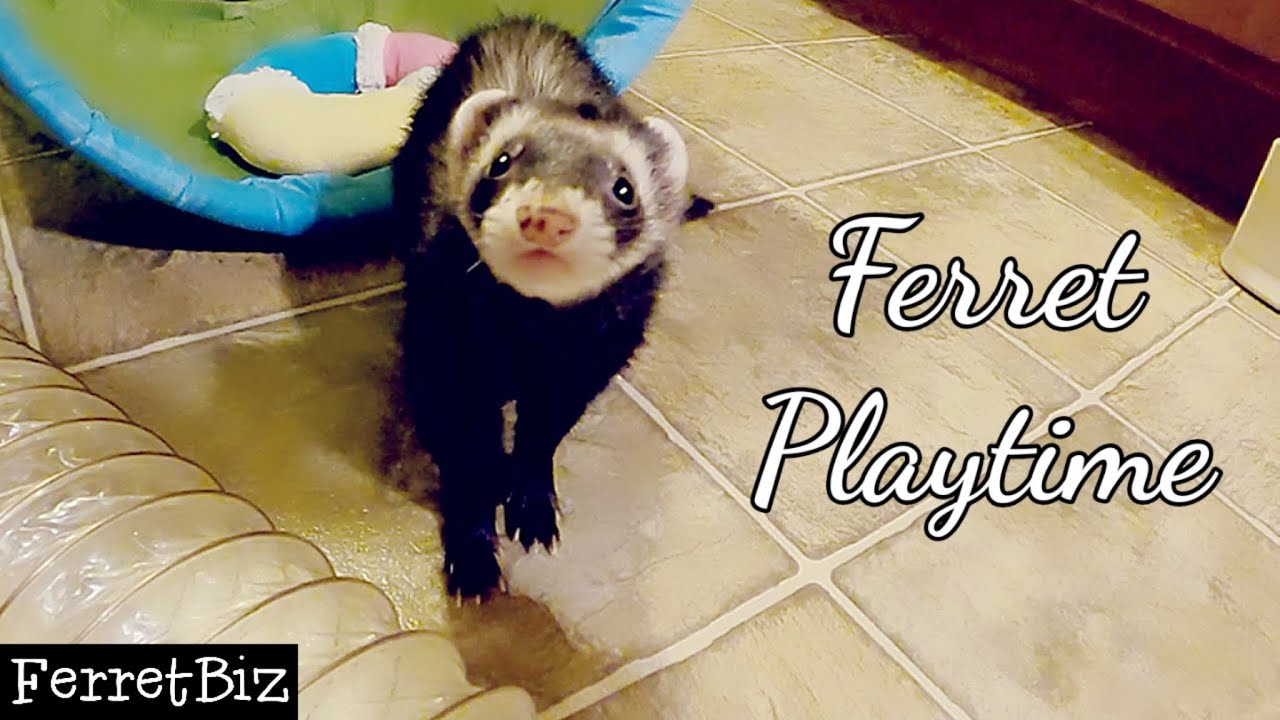 Monday Ferret Playtime, Ferret Fun (Ferret Business #97) フェレットプレイ - YouTube