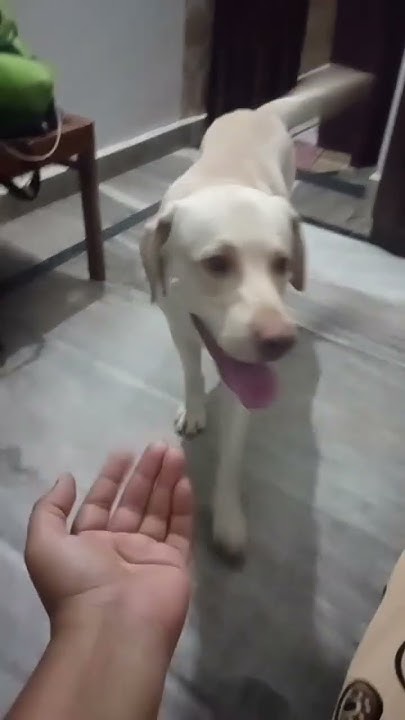 dog's ko bulane ka tarika😂 - YouTube