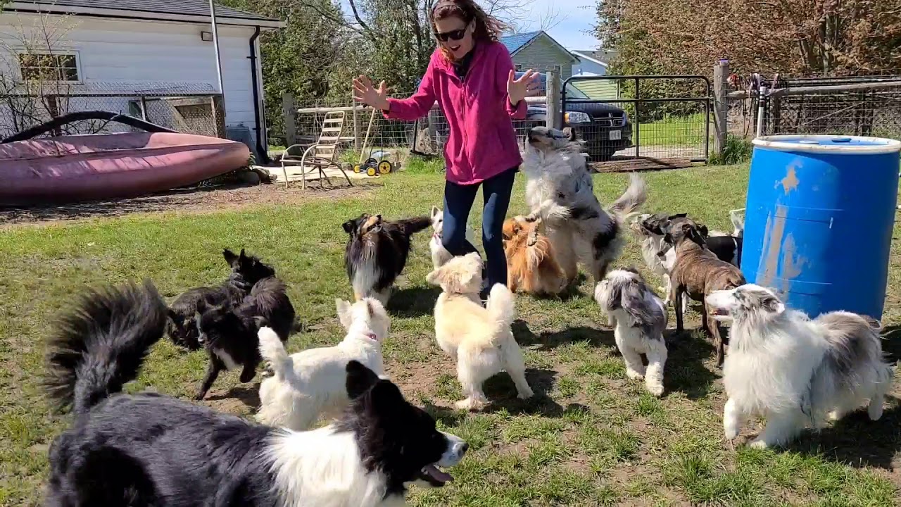 FIFTEEN DOG GROUP STAY - YouTube