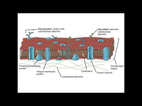 IMAT Biology - The cell Part 1 - YouTube