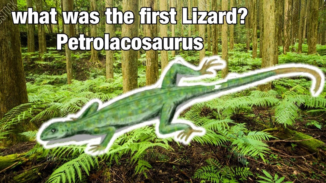 What was the worlds first lizard, petrolacosaurus? - YouTube