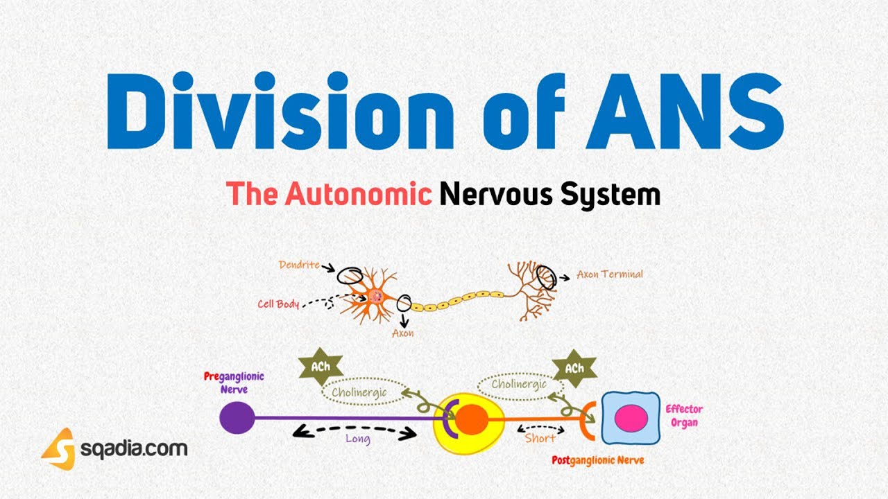 The Autonomic Nervous System | Division of ANS | Medical Physiology of ...