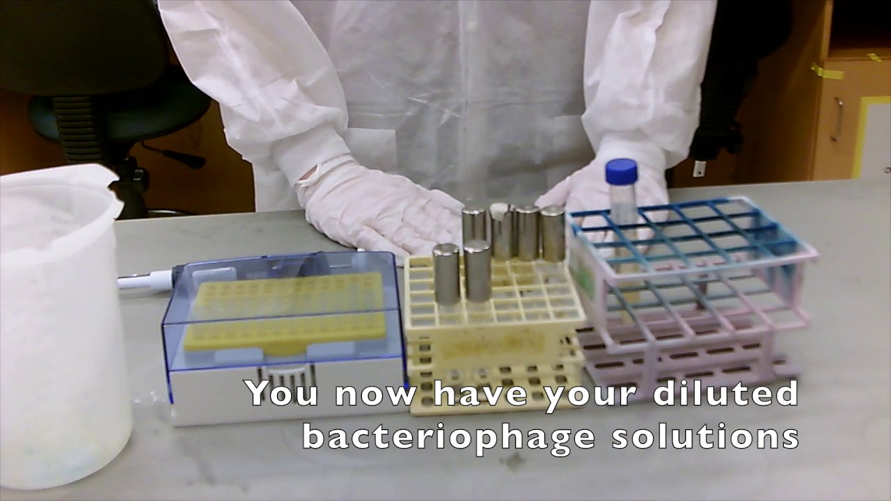 Bacteriophage Lab BMS 504 - YouTube