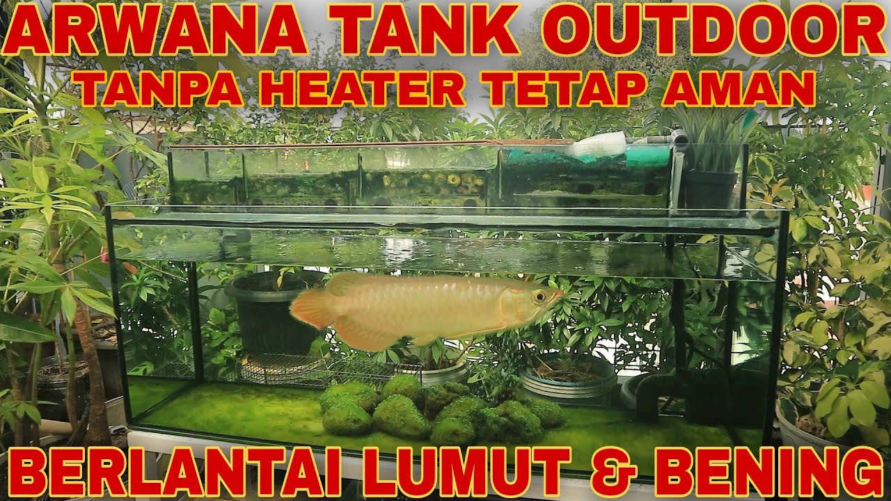 Update Progres Arwana Aquarium Crystal Clear di outdoor - YouTube
