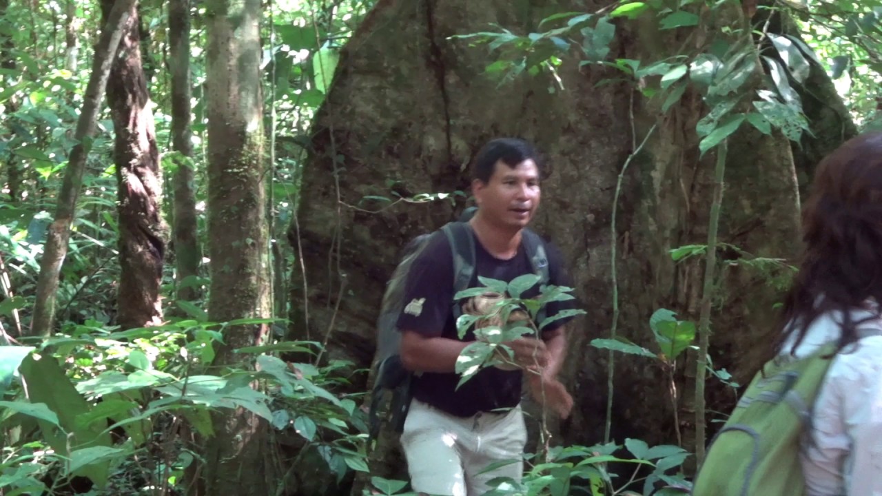 Bomba Tree - YouTube