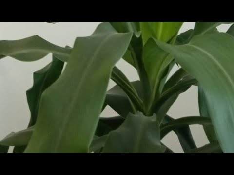 Gülümse Mutlu Ol kanalı canlı yayında BUNUN ADI NE YORUMA YAZIN SOHBET  ETMEK 