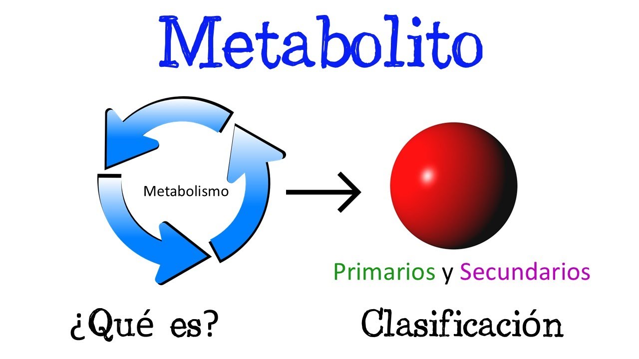 🌐 ¿Qué es un Metabolito? Y sus tipos: Primarios y Secundarios 🌐[Fácil y ...