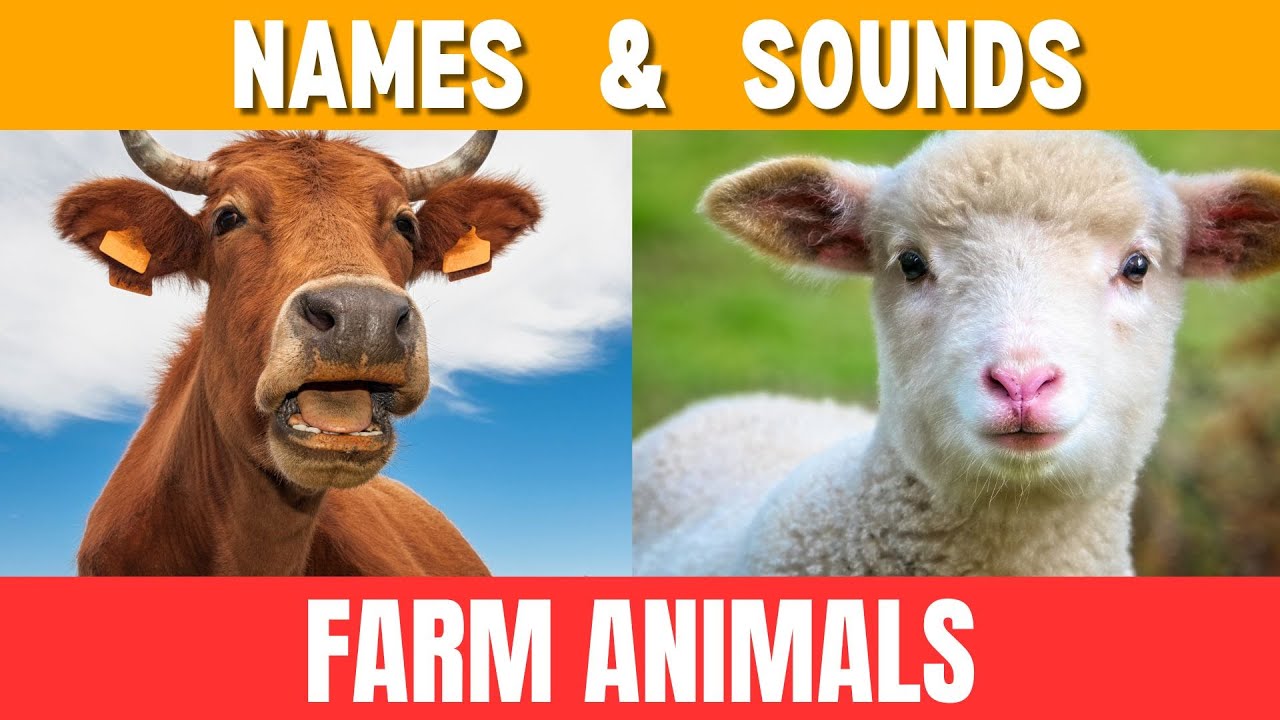 Farm Animals Names and Sounds for Kids to Learn | Learning Farm Animal ...