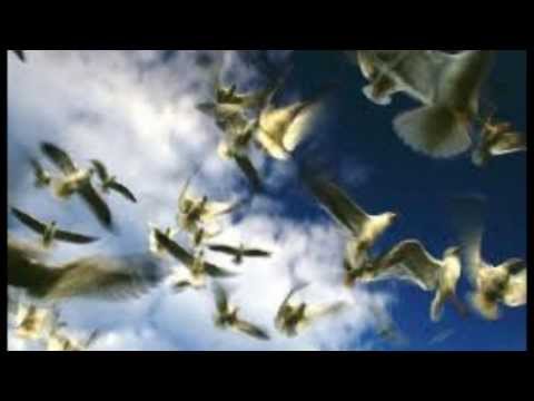 Edip Akbayram Kuşlar -.wmv    ĦüƵü₦ çĪçĒğĪ