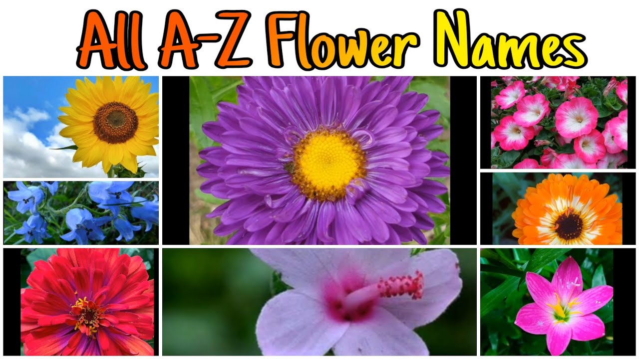 Flowers Names And Pictures A Z Best Flower Site flowers-names-and-pictures-a-z-best-flower-site