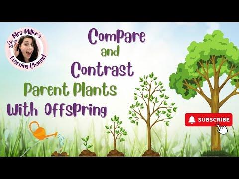Compare and Contrast Parent Plants with Offspring: Lesson 3 - 1st Gr ...