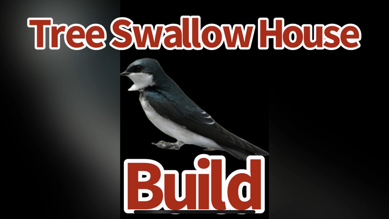 Tree Swallow House Build with my Son Jase - YouTube