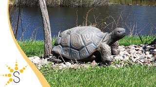 Sunnydaze Tanya the Tortoise Garden Statue - 20.5" - XCA-11333