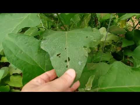 Metin beyin hastalıklı serası patlıcan yaprağı delikdeşik