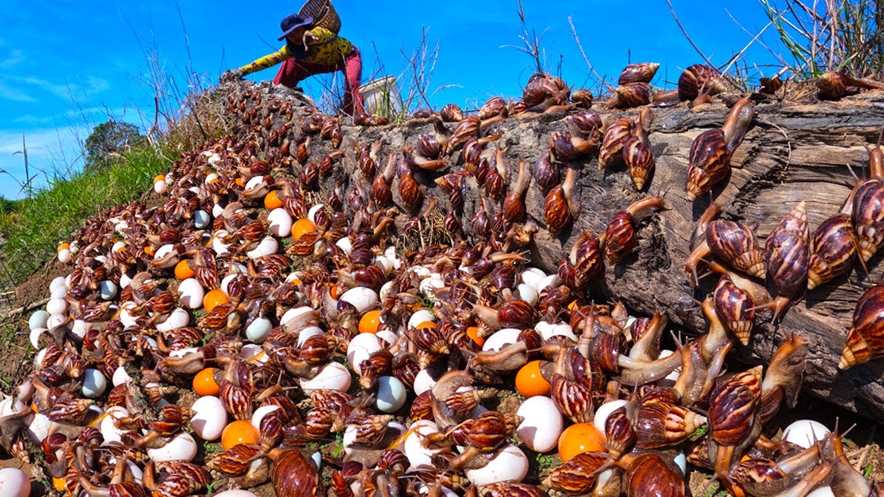 Top amazing - Harvest duck eggs & catching snails a lot on the tree ...