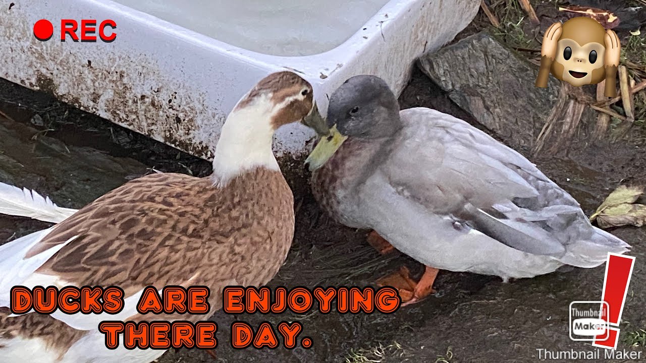 DUCKS 🦆 enjoying their day till THIS HAPPENS?….. - YouTube