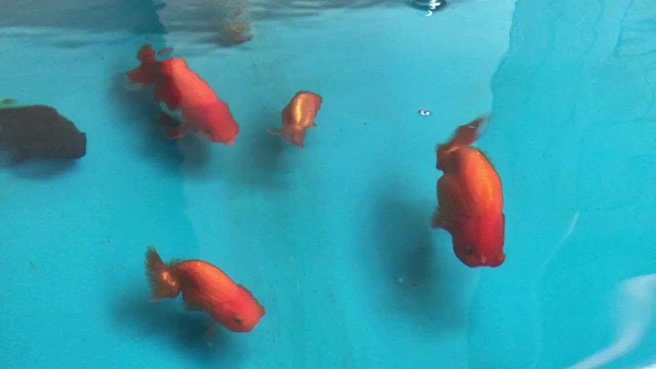 Thai ranchu in my goldfish pond - YouTube