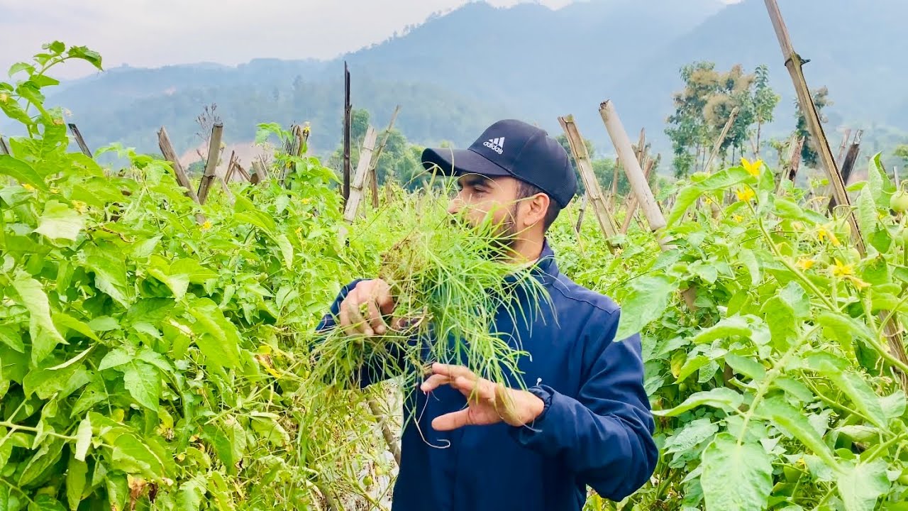 big tarkari farm ma pugiyo - YouTube