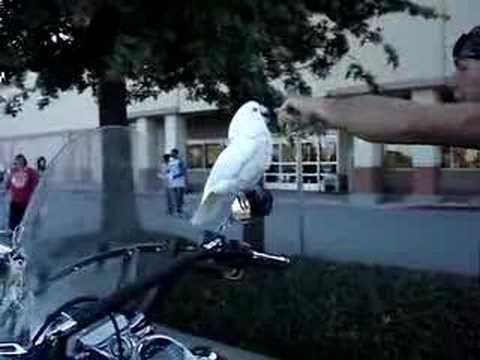 Cockatoo on motorcycle - YouTube