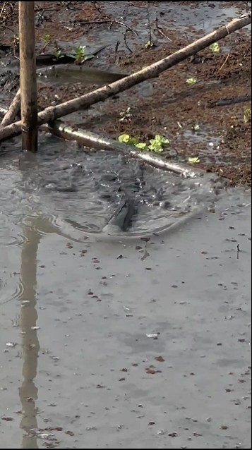 Big fish jumping in murky water #bigfish - YouTube
